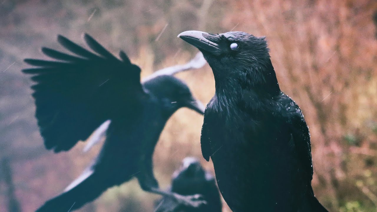 (3) Among Crows On A Rainy Day - More Rain & Hungry Crows Close Up ...
