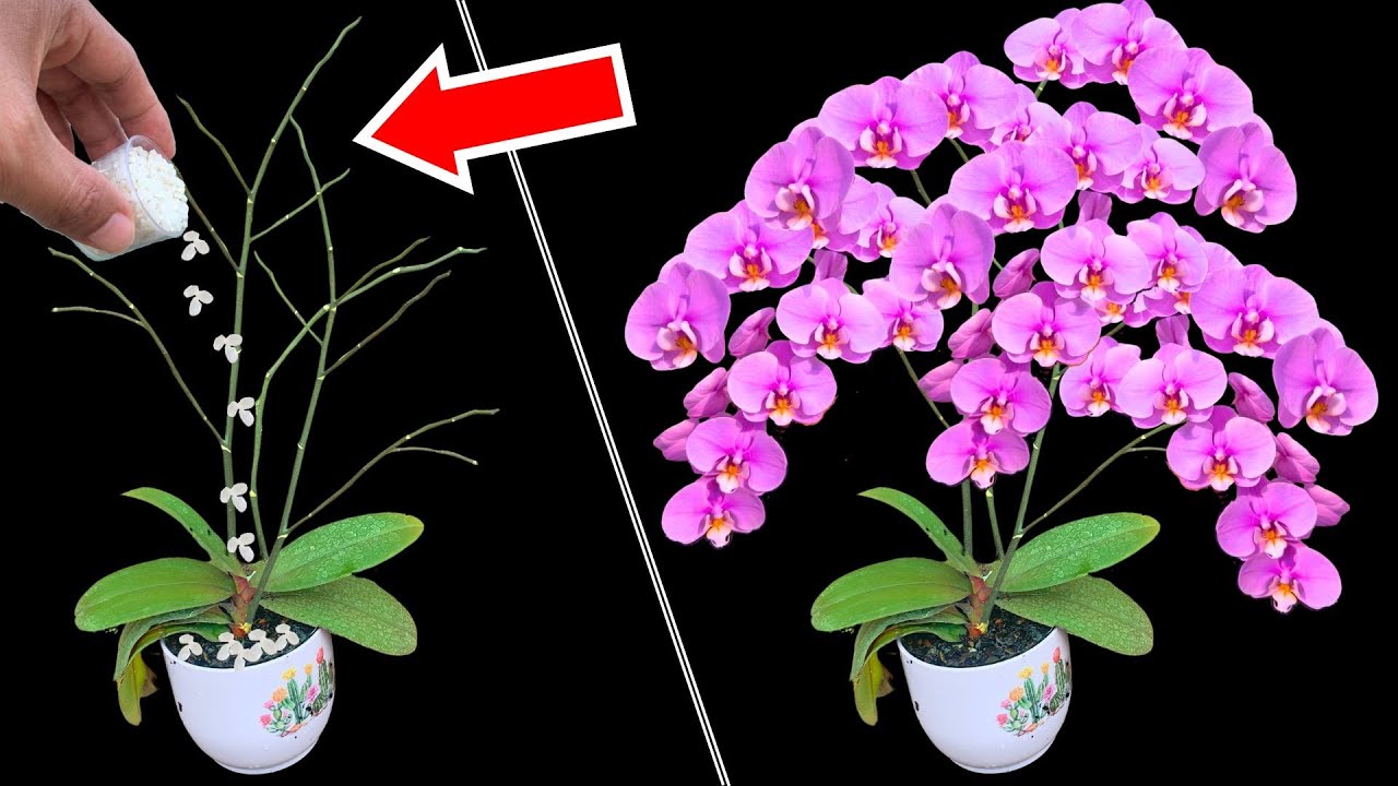 Sprinkle just 1 spoon! Suddenly the orchids bloomed with many magically ...