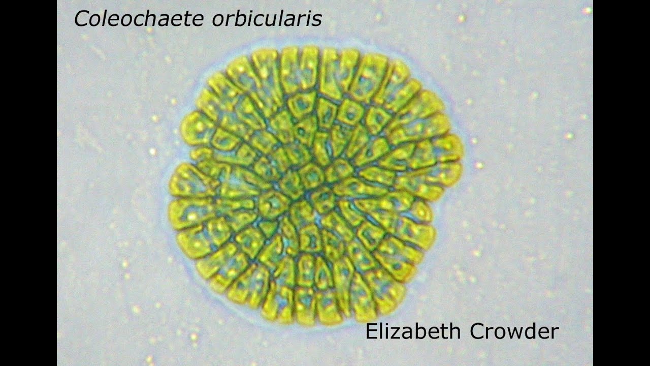 Coleochaete Algae