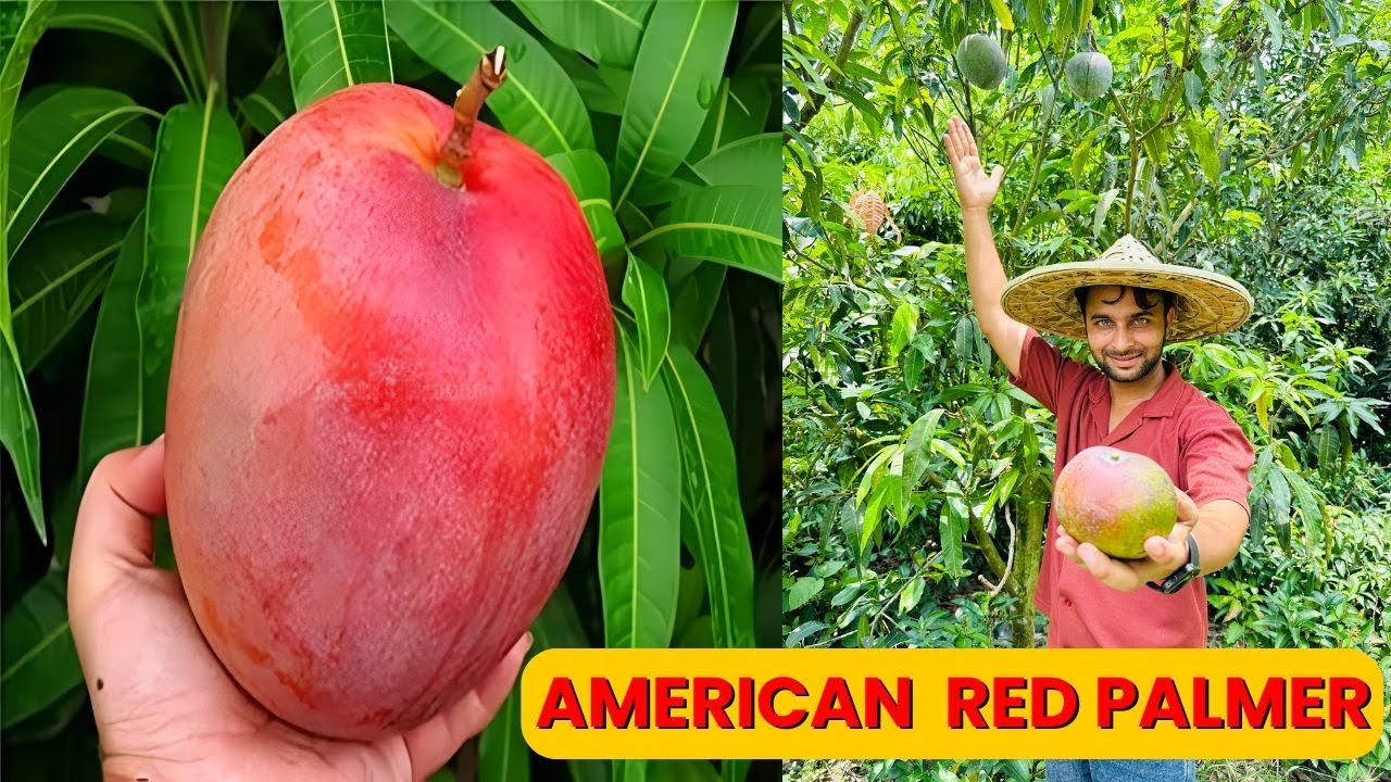 अब भारत में होगी विदेशी आम की खेती 🥭🥭 American 🇺🇸 Red Palmer 🥭📞 89791 ...