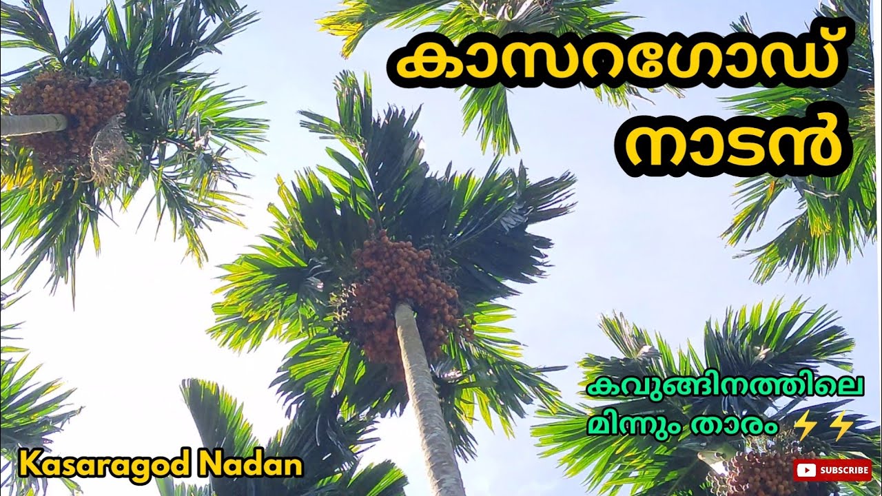 കാസറഗോഡ് നാടൻ🌱🤑 കവുങ്ങിനത്തിലെ മിന്നും താരം ⚡#Kasaragod Arecanut # ...