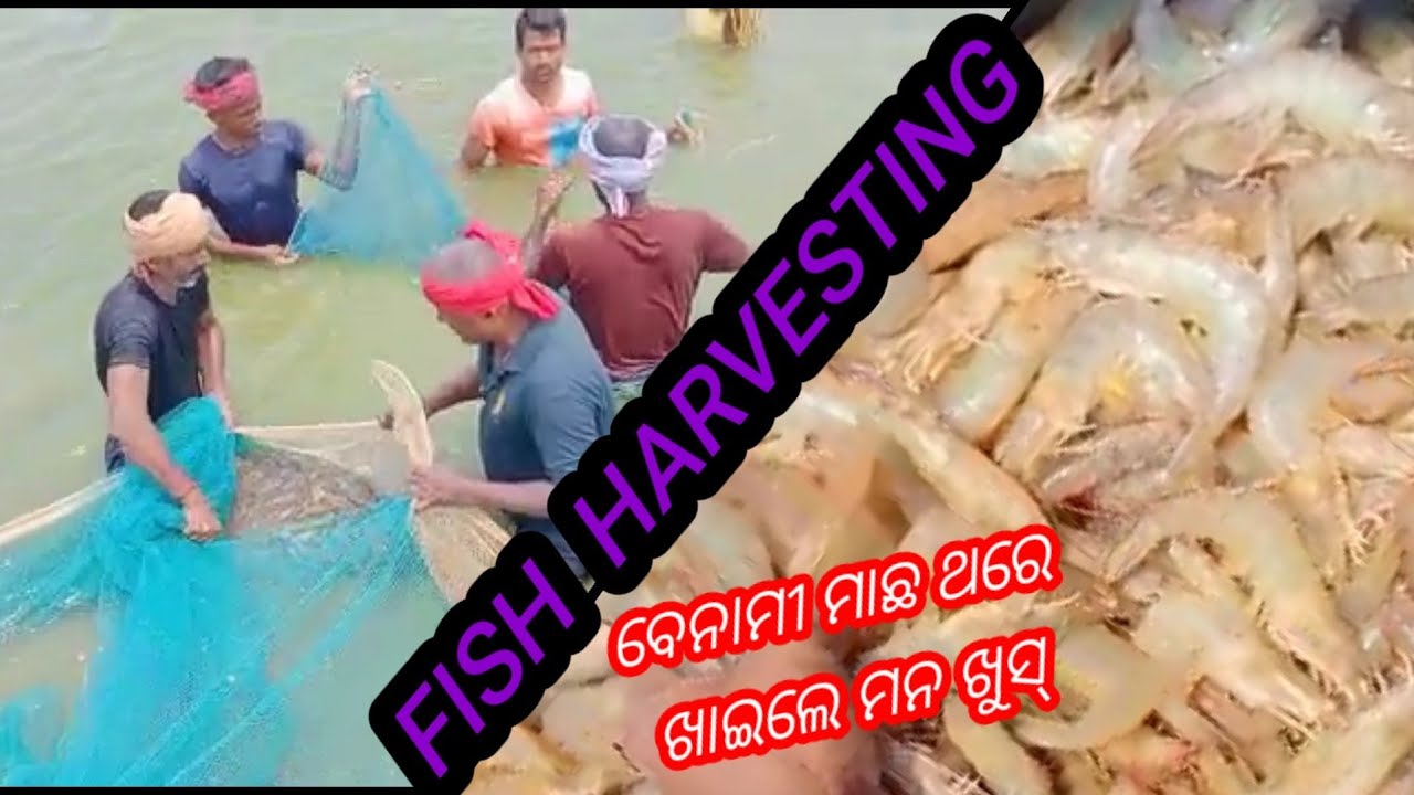 fish harvesting venami #fishing #villages #foryou #sbdigitalmedia 🐠🐠🐠🐠🐠 ...