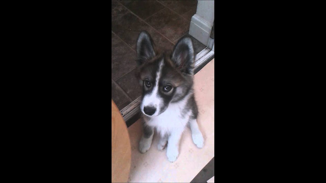 Gidgey the Husky Samoyed cross - YouTube