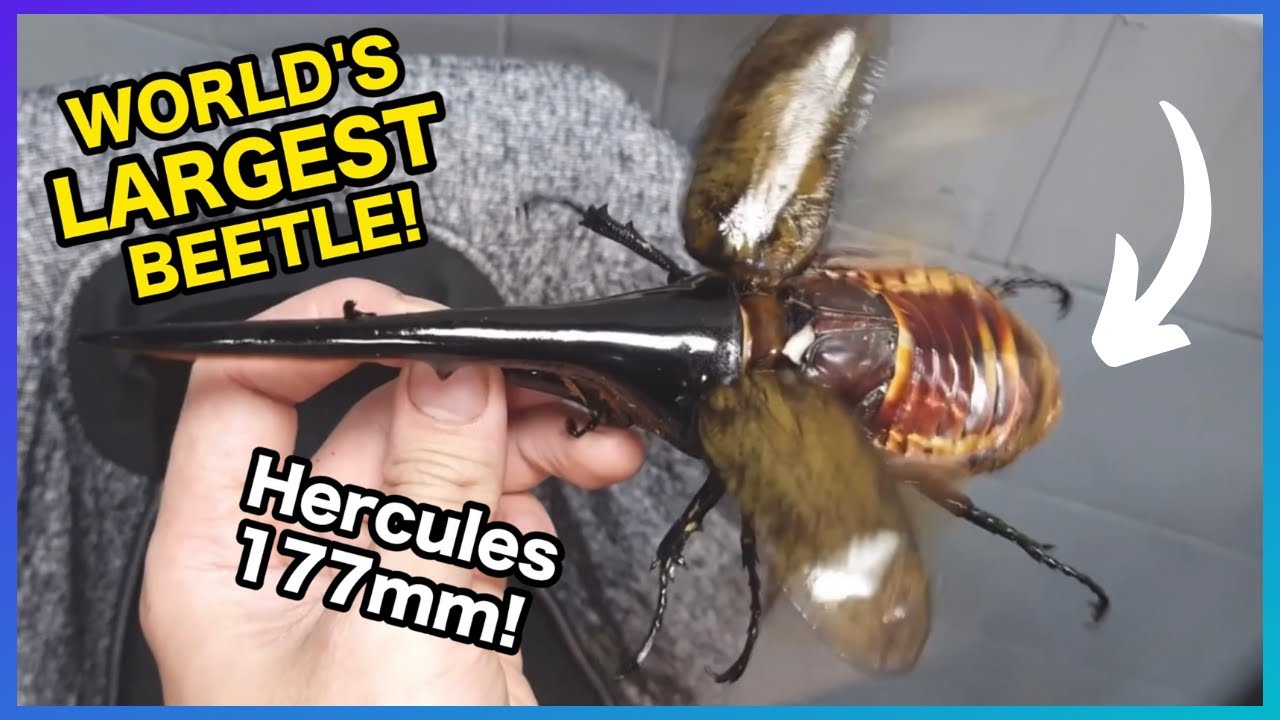 WORLD'S LARGEST! Hercules beetle flies like a helicopter｜長戟大兜 - YouTube