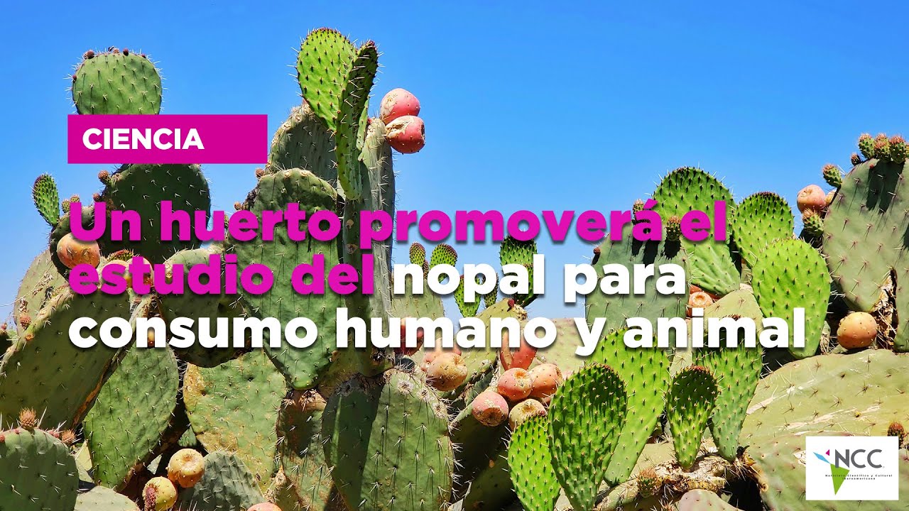 Un huerto promoverá el estudio del nopal para consumo humano y animal ...