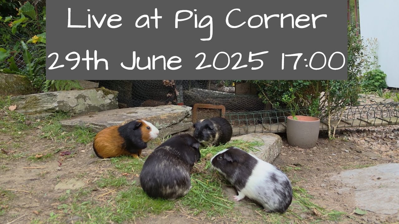 The House at Pig Corner Live 29th June 2025 - YouTube