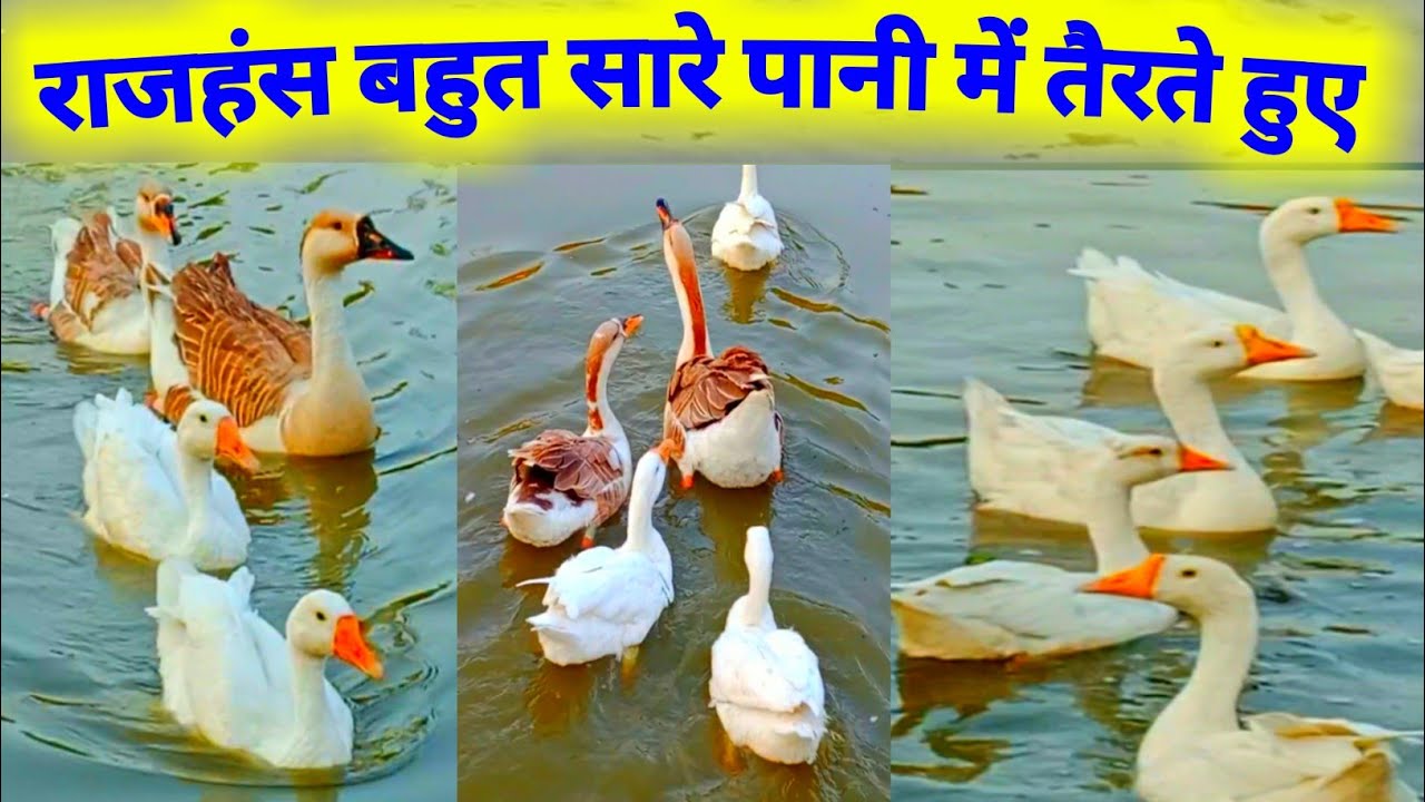 राजहंस बहुत सारे पानी में तैरते हुए🦆 Rajhans Duck Group Swimming Water ...