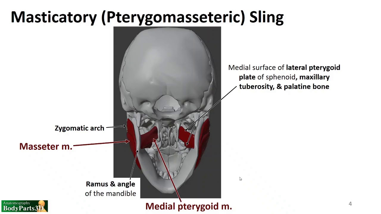 Infratemporal Fossa LO - Masticatory Sling - YouTube