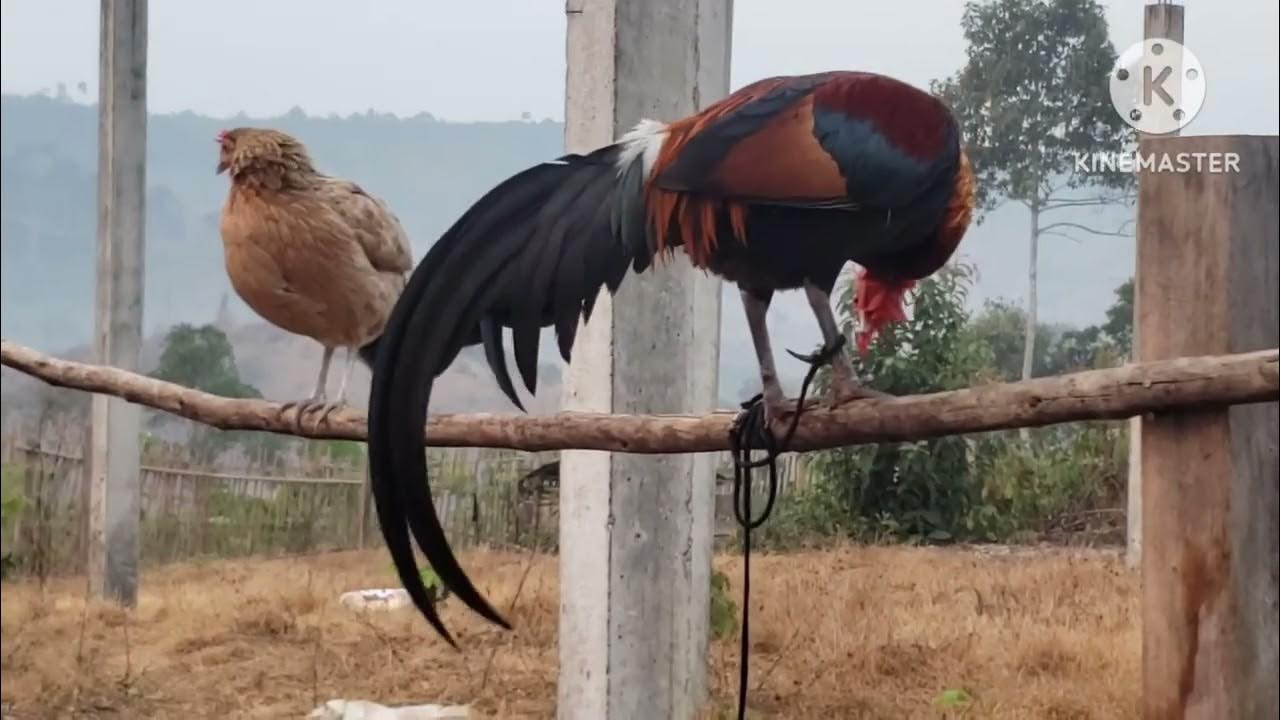 lo peb saib kv tu qaib f1 ua ke - YouTube