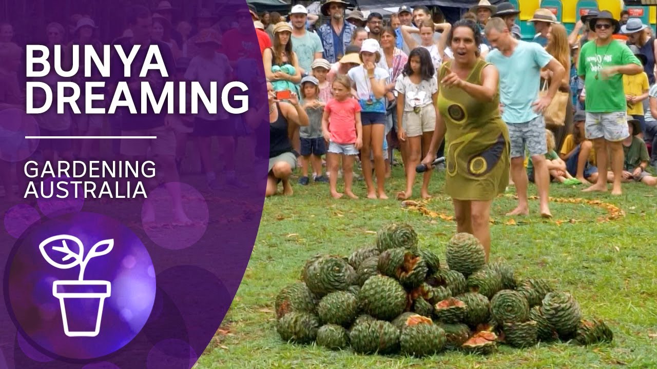 Bunya Dreaming | Plant profile | Gardening Australia - YouTube