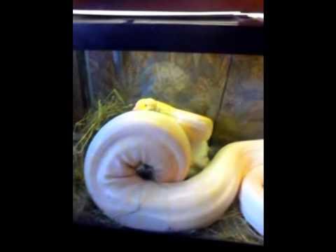 Burmese Python vs. Rabbit Swords and Dreams Reptile Rescue - YouTube