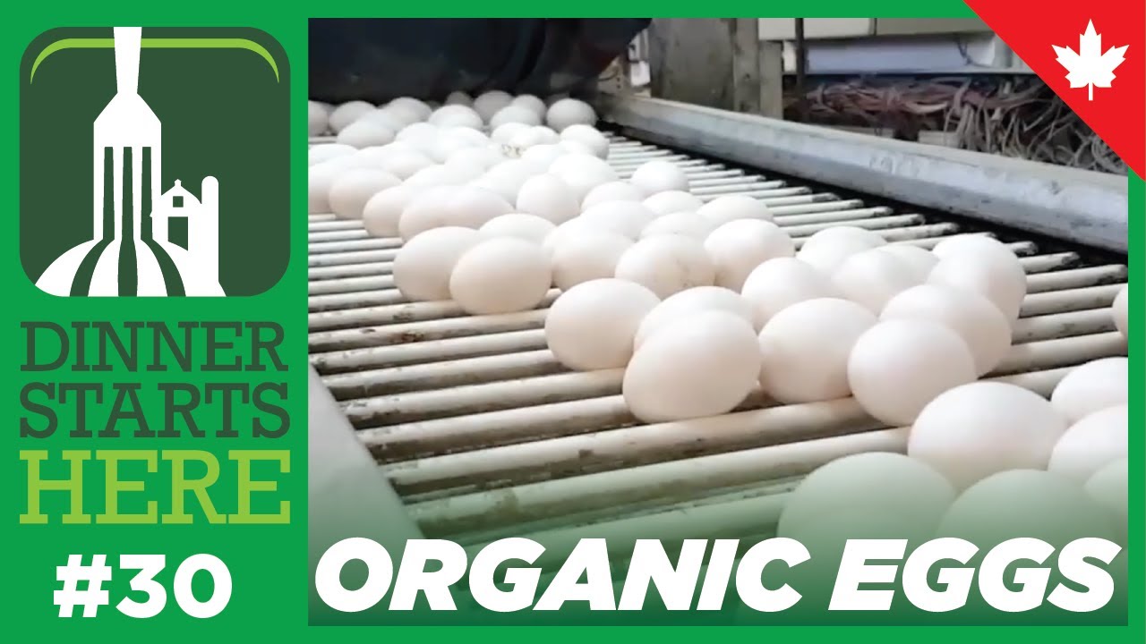 Inside An Organic Egg Farm - Farm 30 - Dinner Starts Here - YouTube
