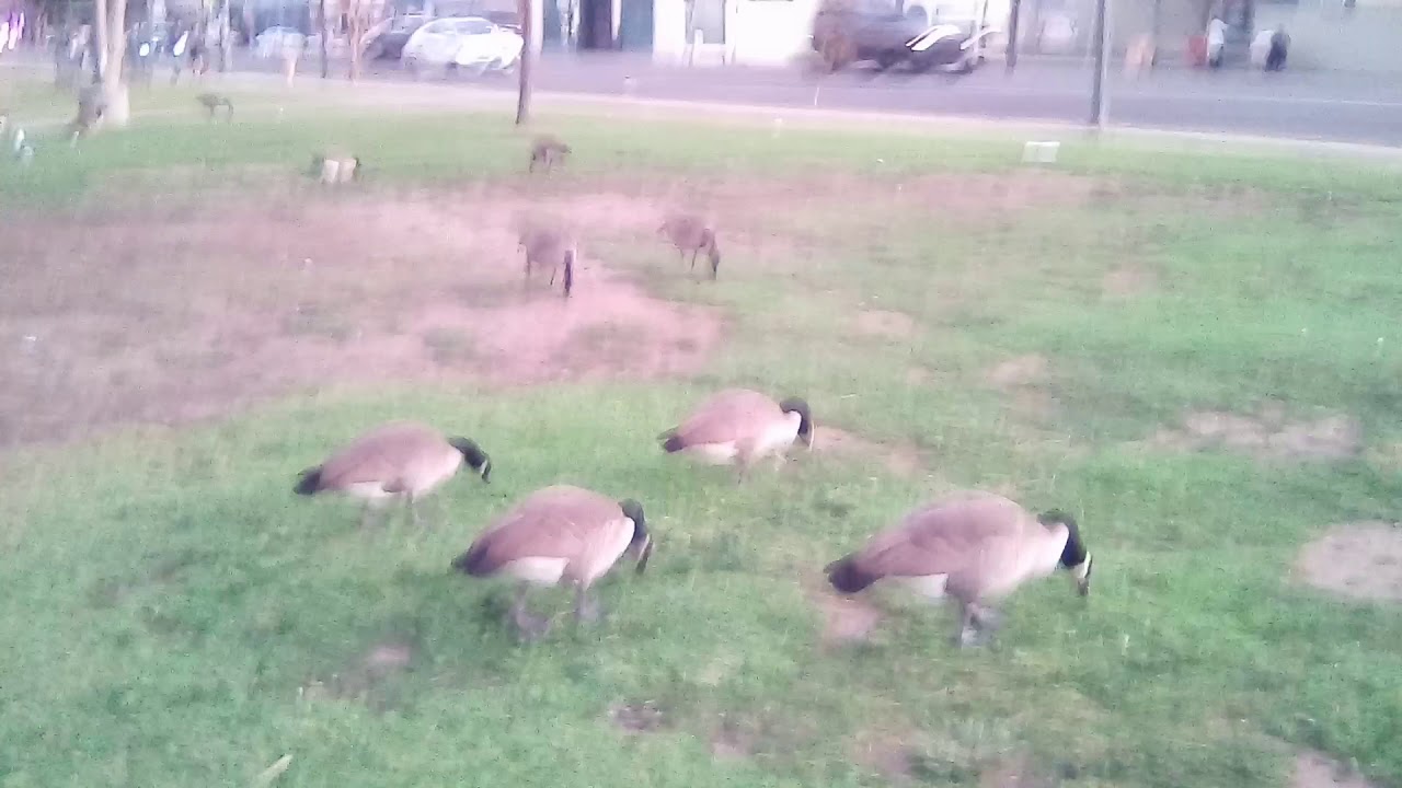 My Favorite Geese! - YouTube