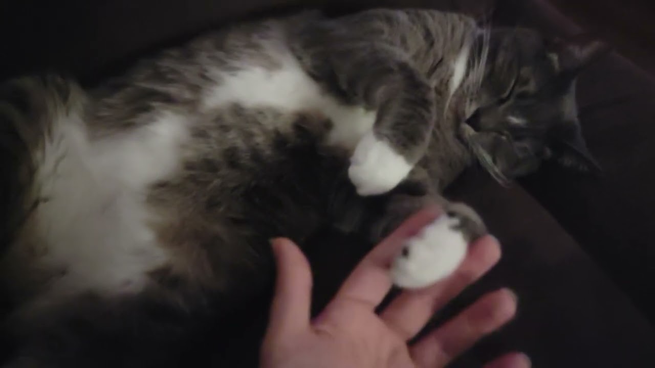 Mittens The Cat Loves Belly Rubs Youtube