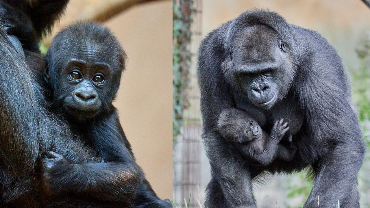 Meet Inkumi: La Palmyre Zoo’s Adorable New Baby Gorilla - YouTube