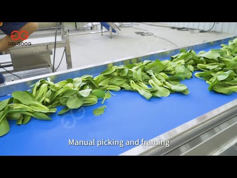 Lettuce Washing Processing Equipment How to Wash Lettuce Keep Lettuce ...