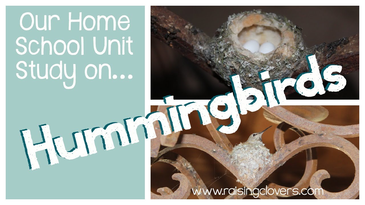 Our Homeschool Unit Study on HUMMINGBIRDS - YouTube