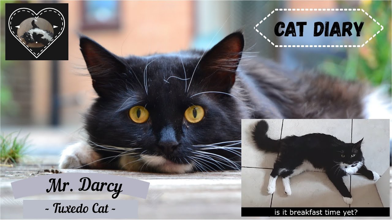 Cat Diary - Eat, Sleep, Play, Repeat... - YouTube