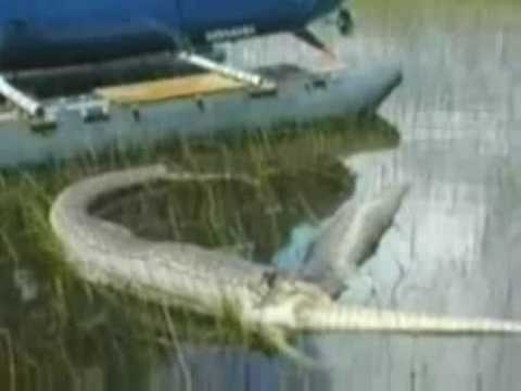Python vs Alligator - YouTube