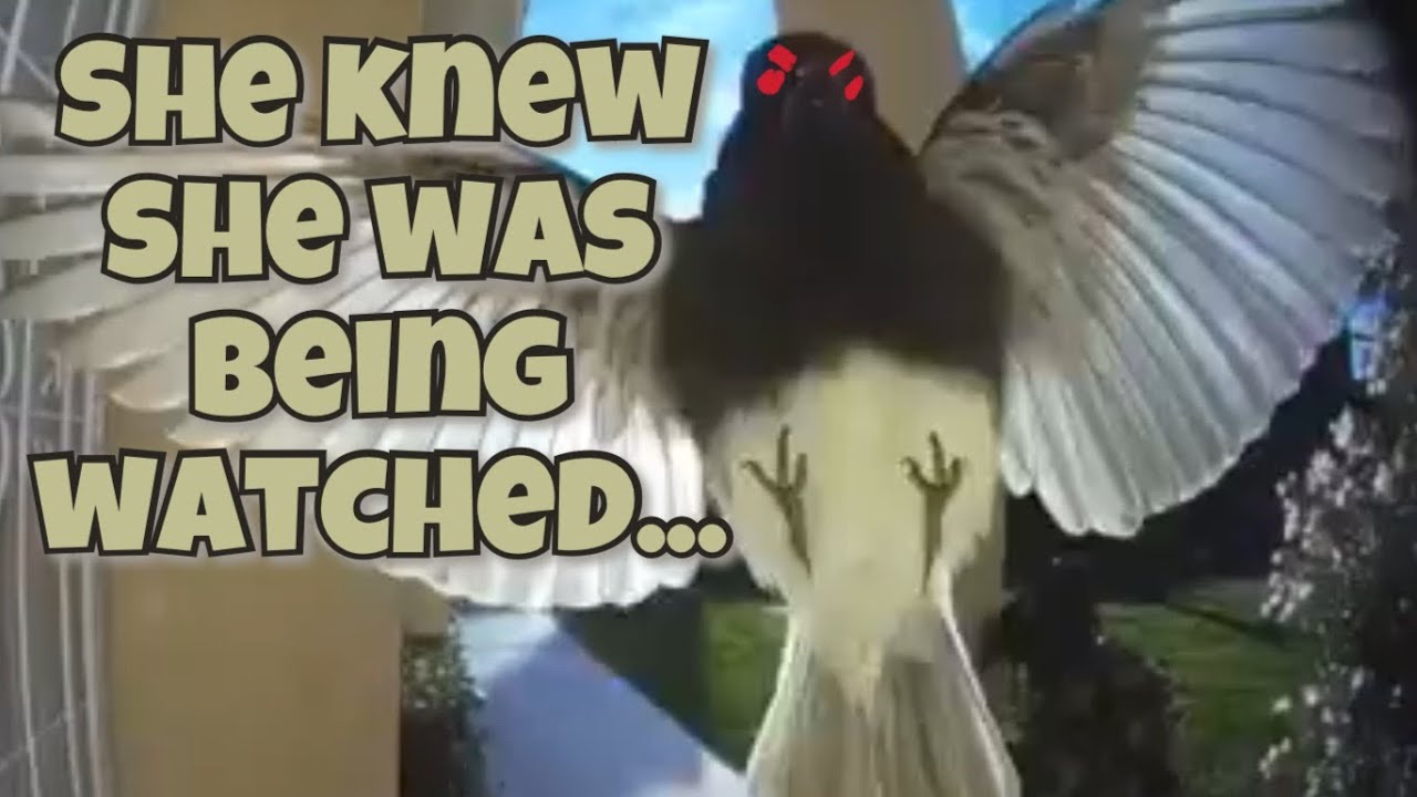 Bird Attacks My Doorbell Camera! - YouTube