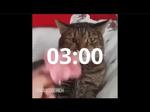 Cat Transcendence 3 Minute Timer - YouTube