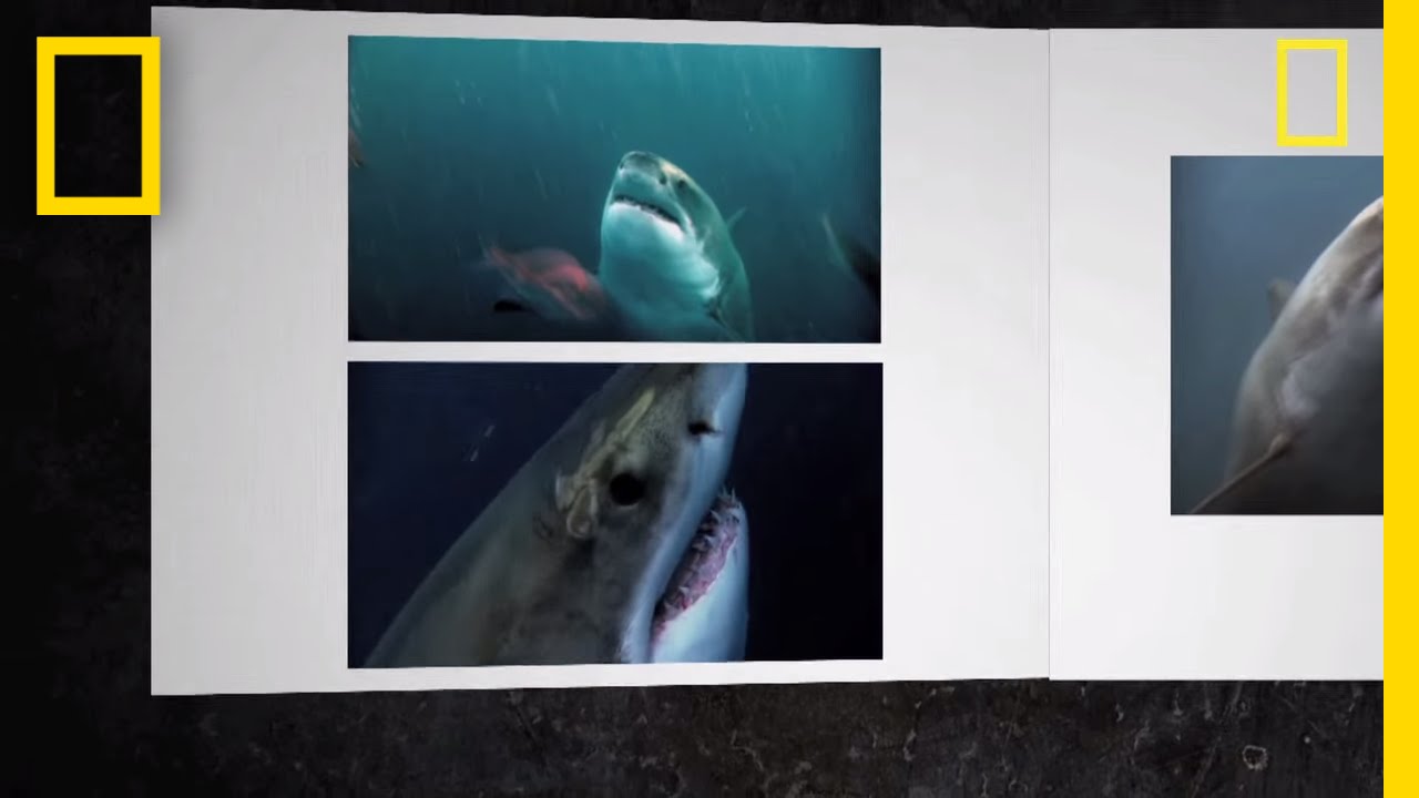 Great White Sharks | Deadly Instinct - YouTube