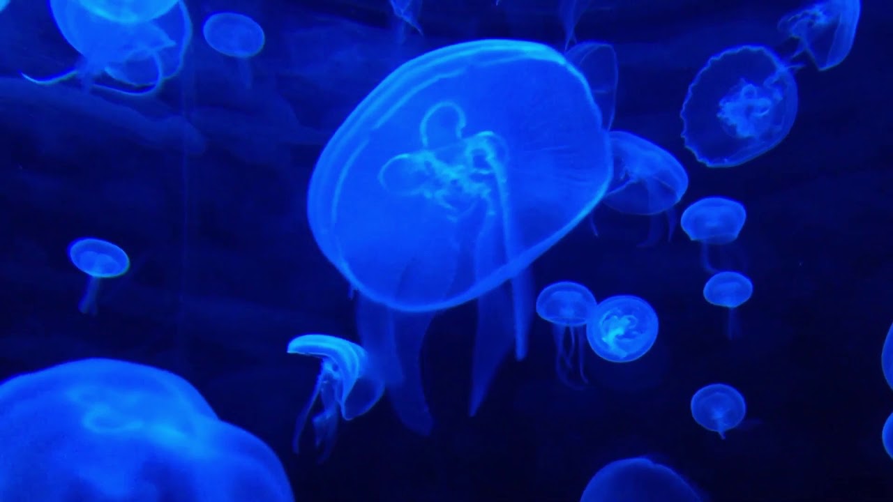 Chrono Cross - Jellyfish Sea (1h30m extended) - YouTube