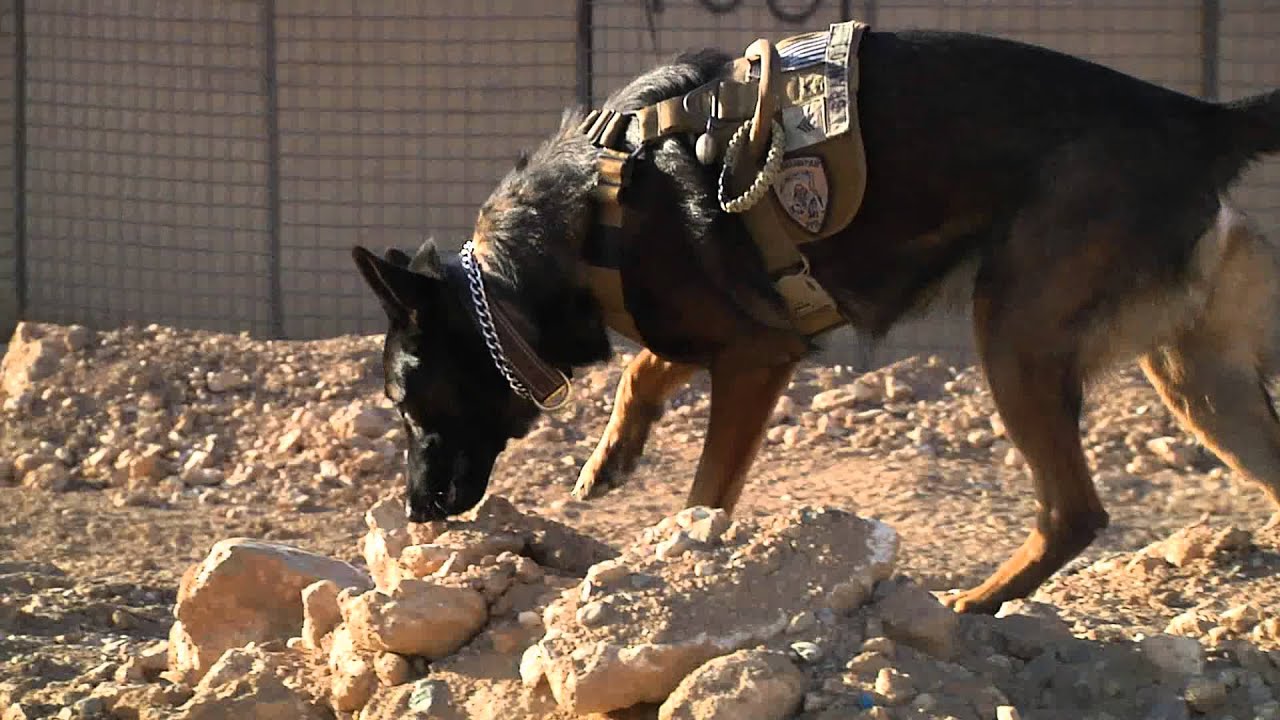 SPC Stanley Shaw - Tactical Explosive Detection Dog Handler "2 CR ...
