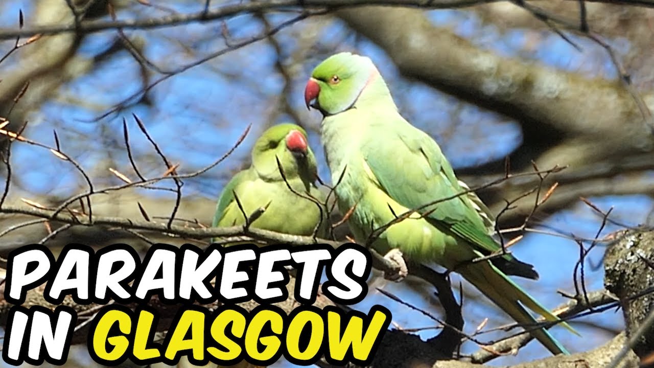Wild Parakeets in Glasgow Scotland 2023 - YouTube