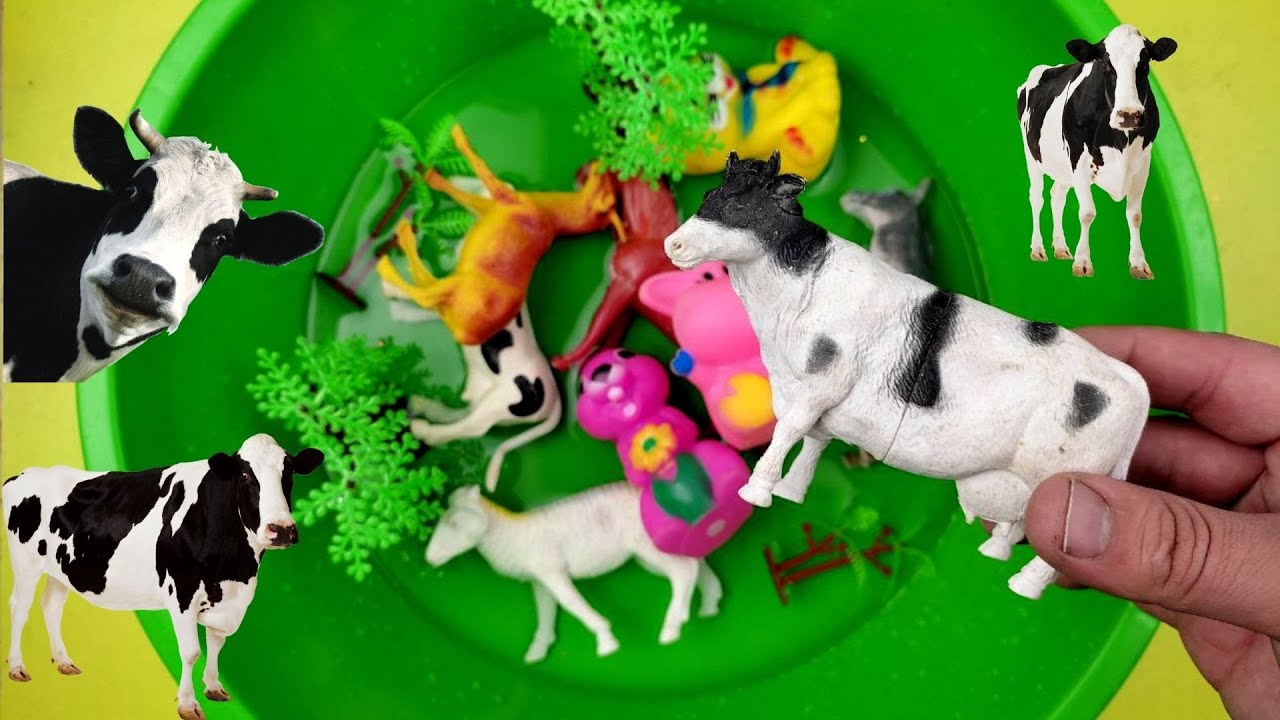 Learning animals in English Cow Tiger Rhino Shark Fox Lion educational ...