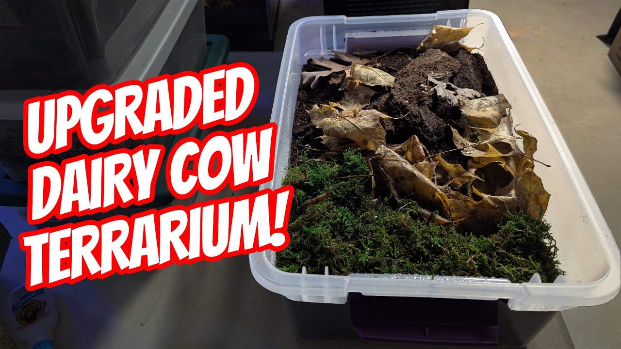 Dairy Cow Isopod Terrarium Needed an Upgrade, Here's How I Did it ...