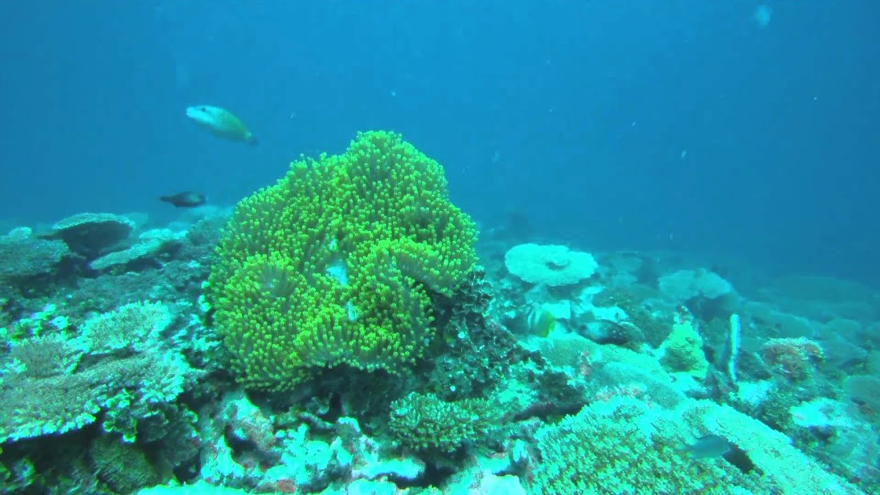 Lemon Carpet Anemone and Lemon Clown Fish - YouTube