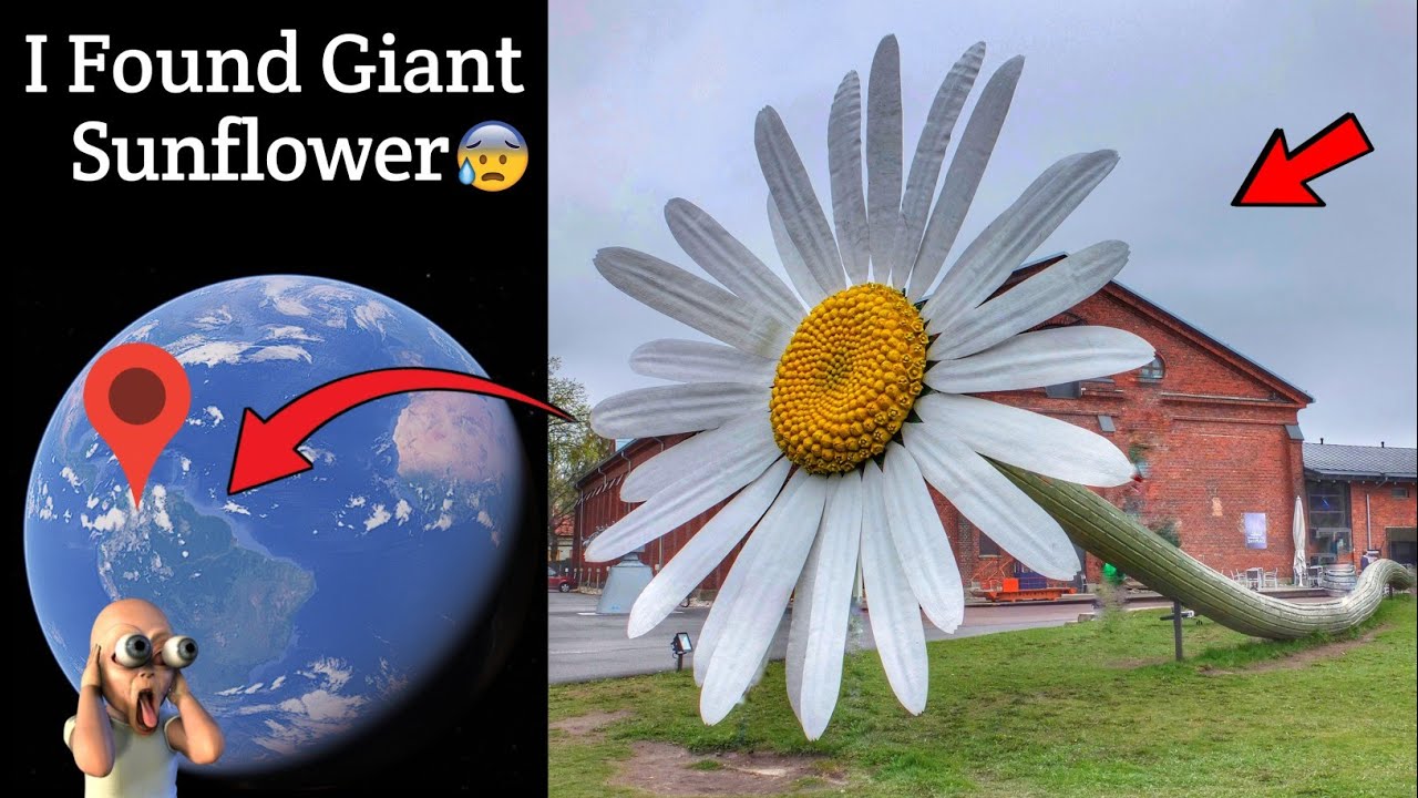 😰 I Found Weird Giant Sunflower in Real Life On Google Earth and Google ...
