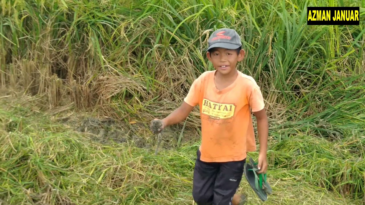 PEMINAT MESIN PADI TANGKAP IKAN HARUAN DALAM BENDANG SAWAH PADI - YouTube