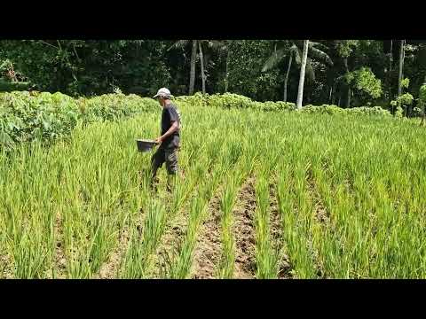 GENIUS RICE FARMING SECRET:HOW FARMERS APPLY PHONSKA MANUALLY FOR ...