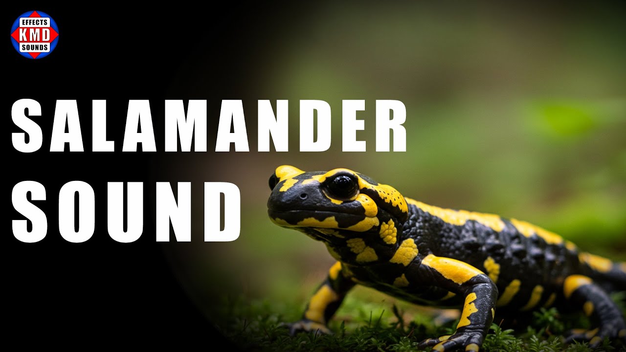 SALAMANDER SOUND - WILD ANIMAL SOUNDS - The Best Sound Effects - YouTube