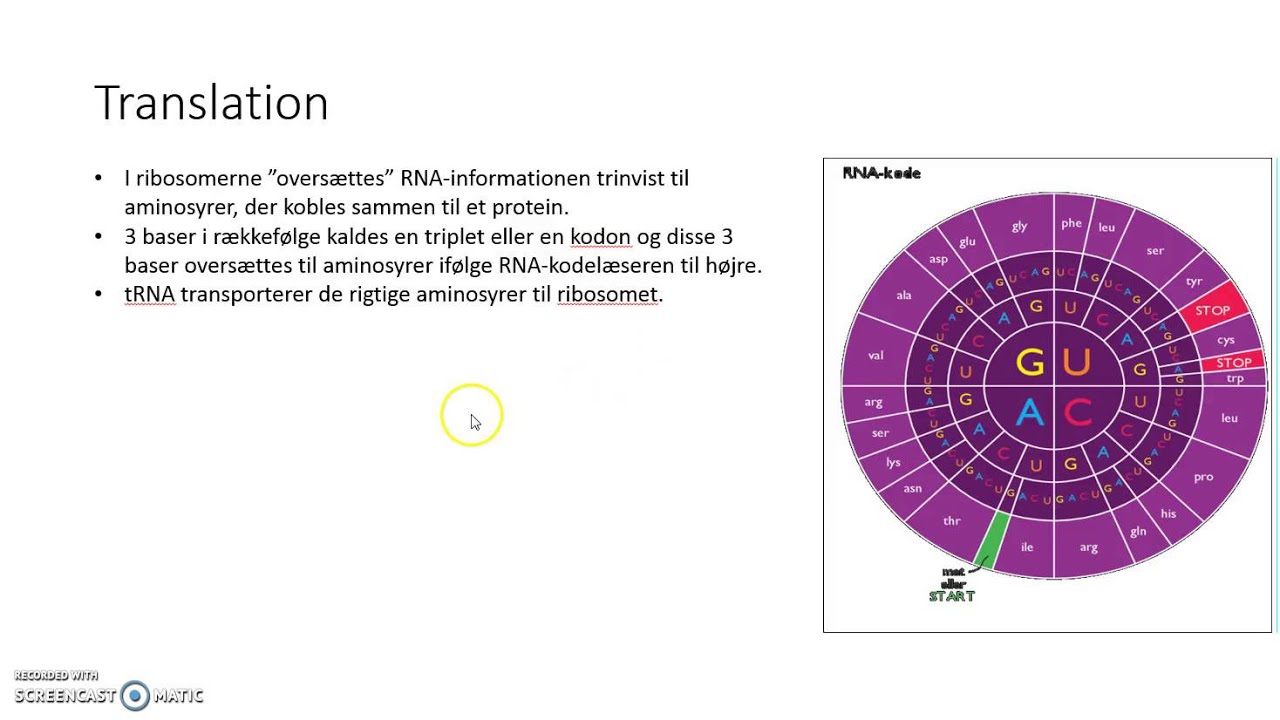 Proteinsyntese genetisk kode - YouTube