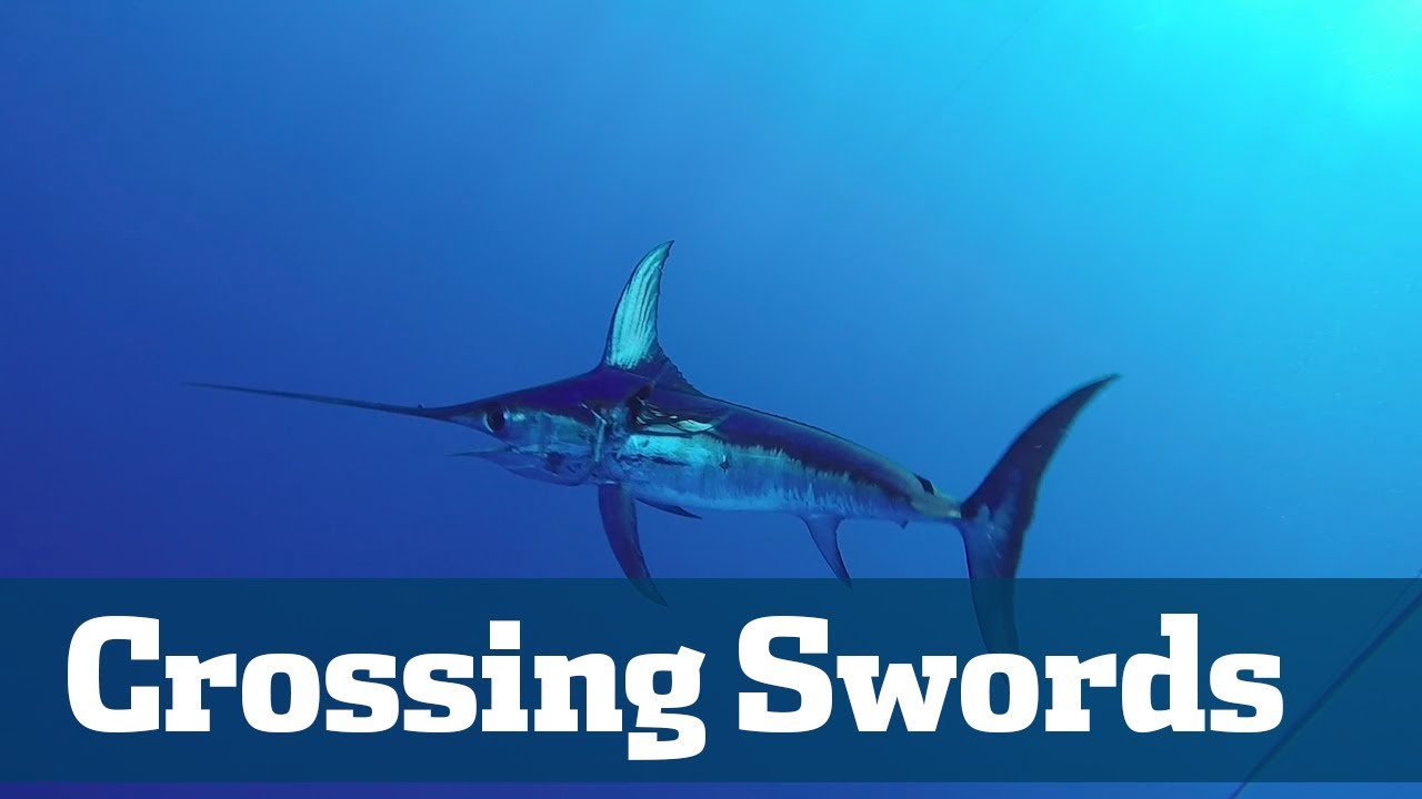 Swordfish Special - Florida Sport Fishing TV - Start To Finish What It ...