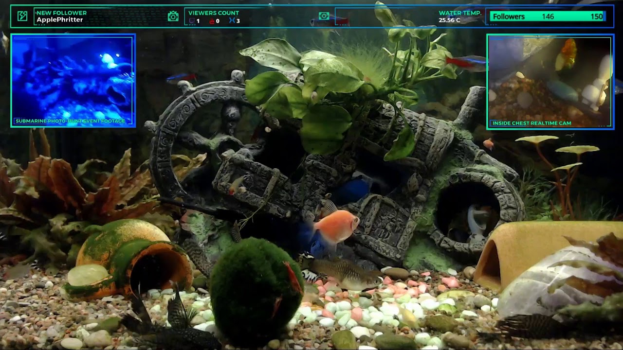 Aquavil aquarium live stream HD - YouTube
