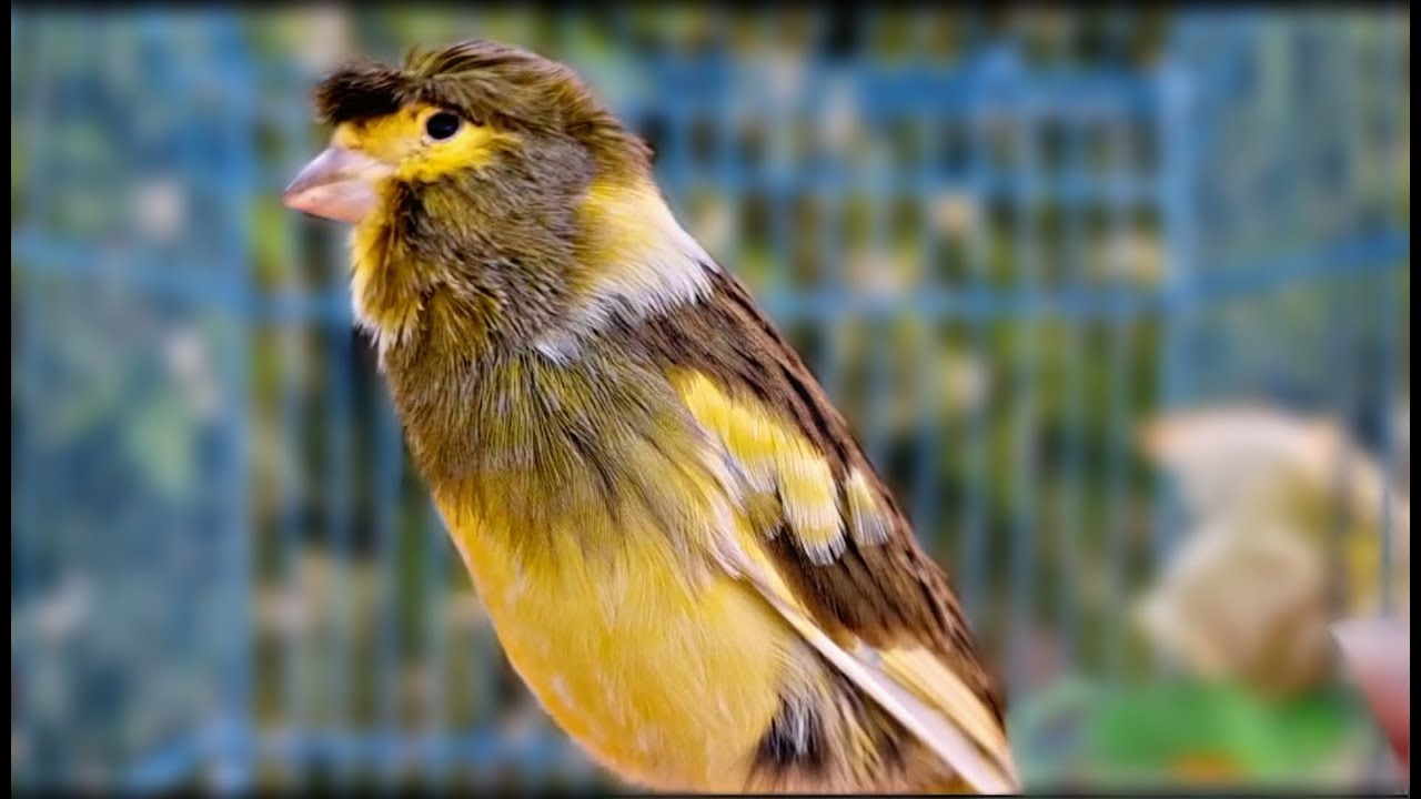 Live Canary Singing Best Video To Training Canaries Birds # ...