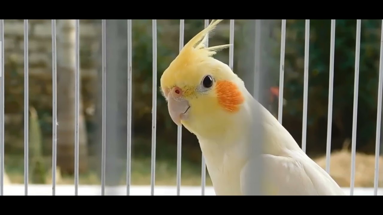 best taking cocktail bird's 🐦🦜 - YouTube