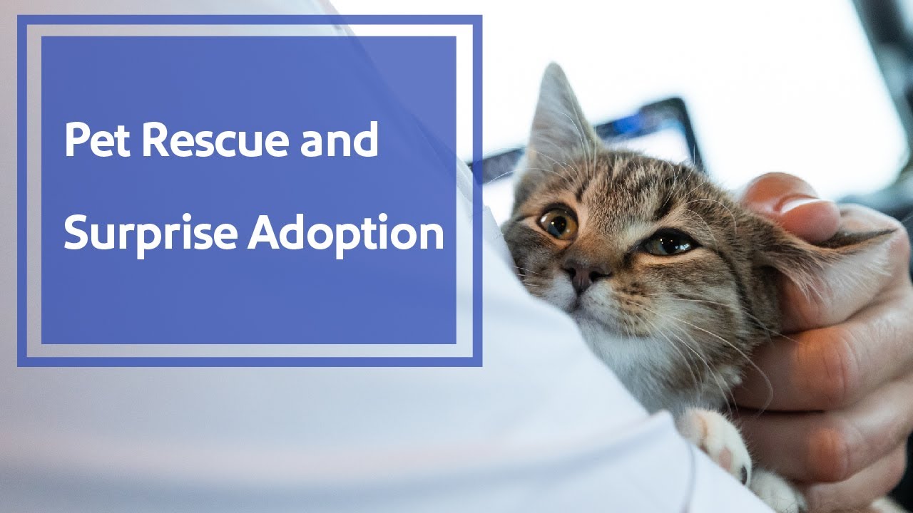 A Pet Rescue Flight and Surprise Kitten Adoption | Southwest Airlines ...