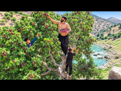 🌿🏔️ Father & Son's Journey to Pick Wild Figs | A Bountiful Harvest from the Heart of the Mountains 🍈