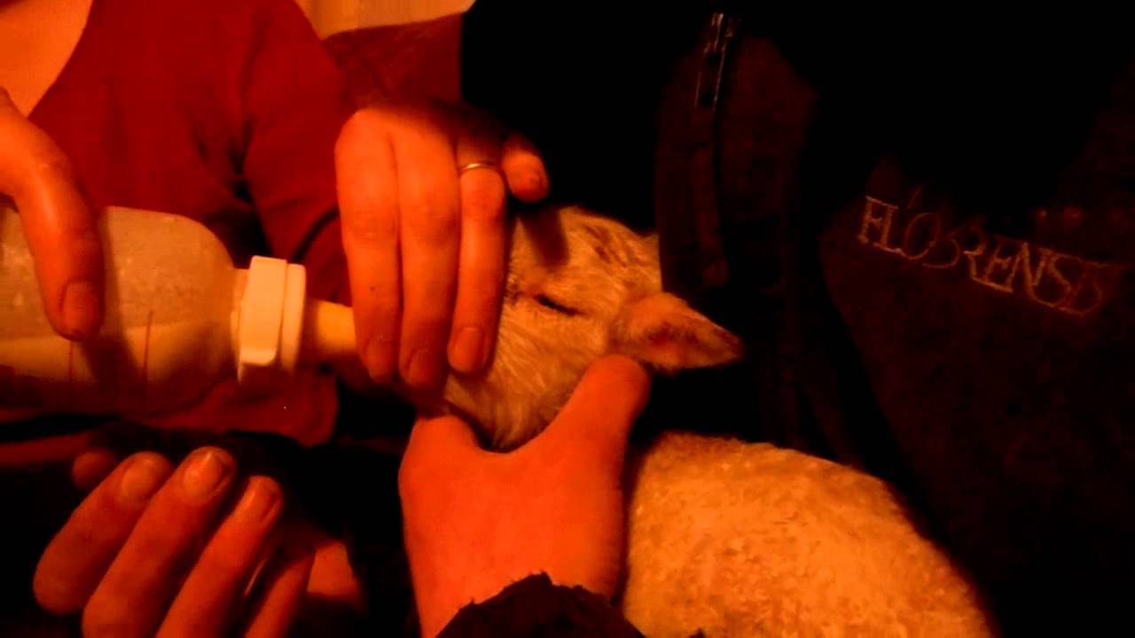Premature orphan lamb feeding 2 - YouTube