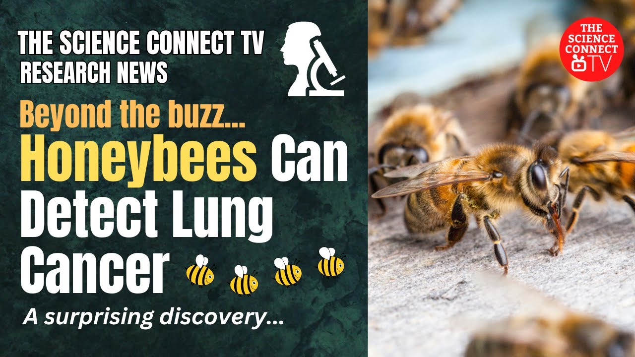 Beyond the buzz - Honey Bees Can Detect Lung Cancer... #honeybee # ...