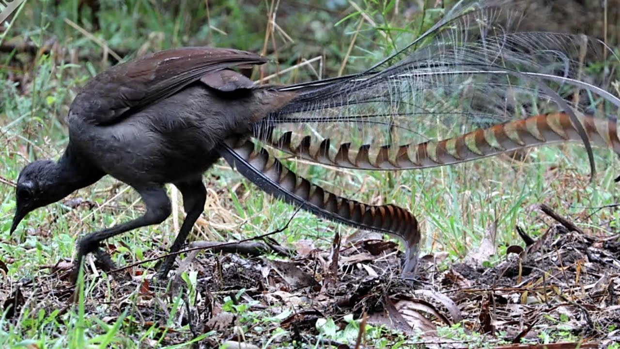 The Amazing Lyrebird Nature's Master of Mimicry A2Z Wildlife - YouTube