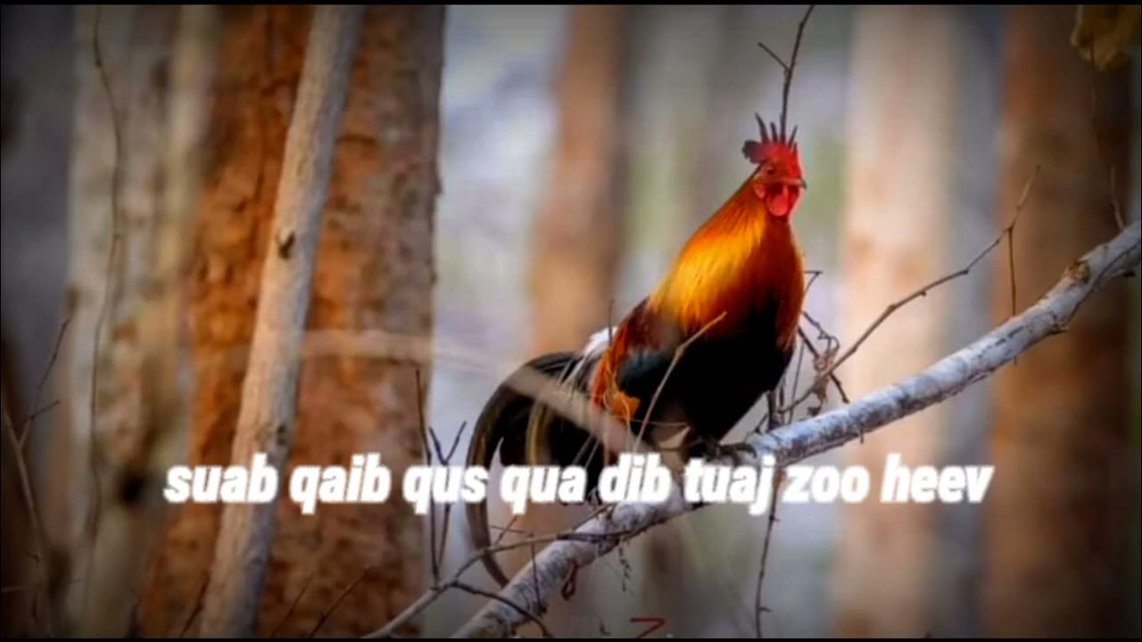 suab lau qaib qus qua zoo heev dib tuaj zoo - YouTube