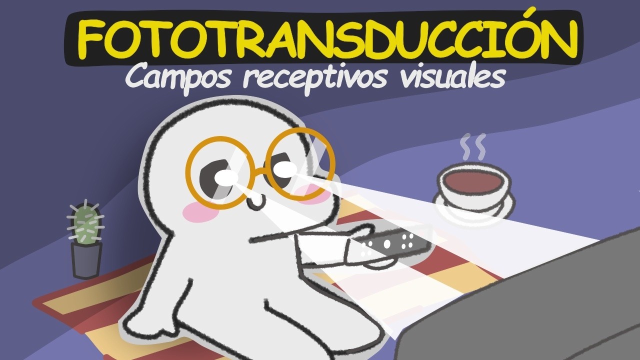 Así conviertes luz en imagen: Fototransducción y Campos receptivos ...