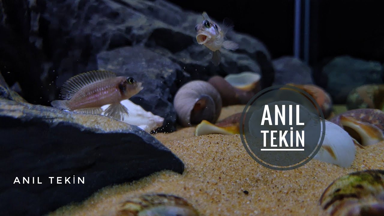 Ocellatus Blue Family - YouTube