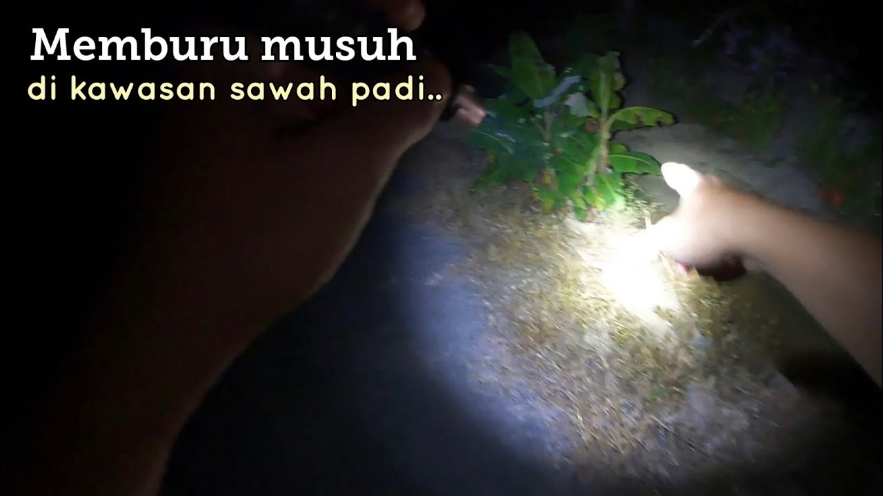 Memburu haiwan perosak di kawasan sawah padi. - YouTube